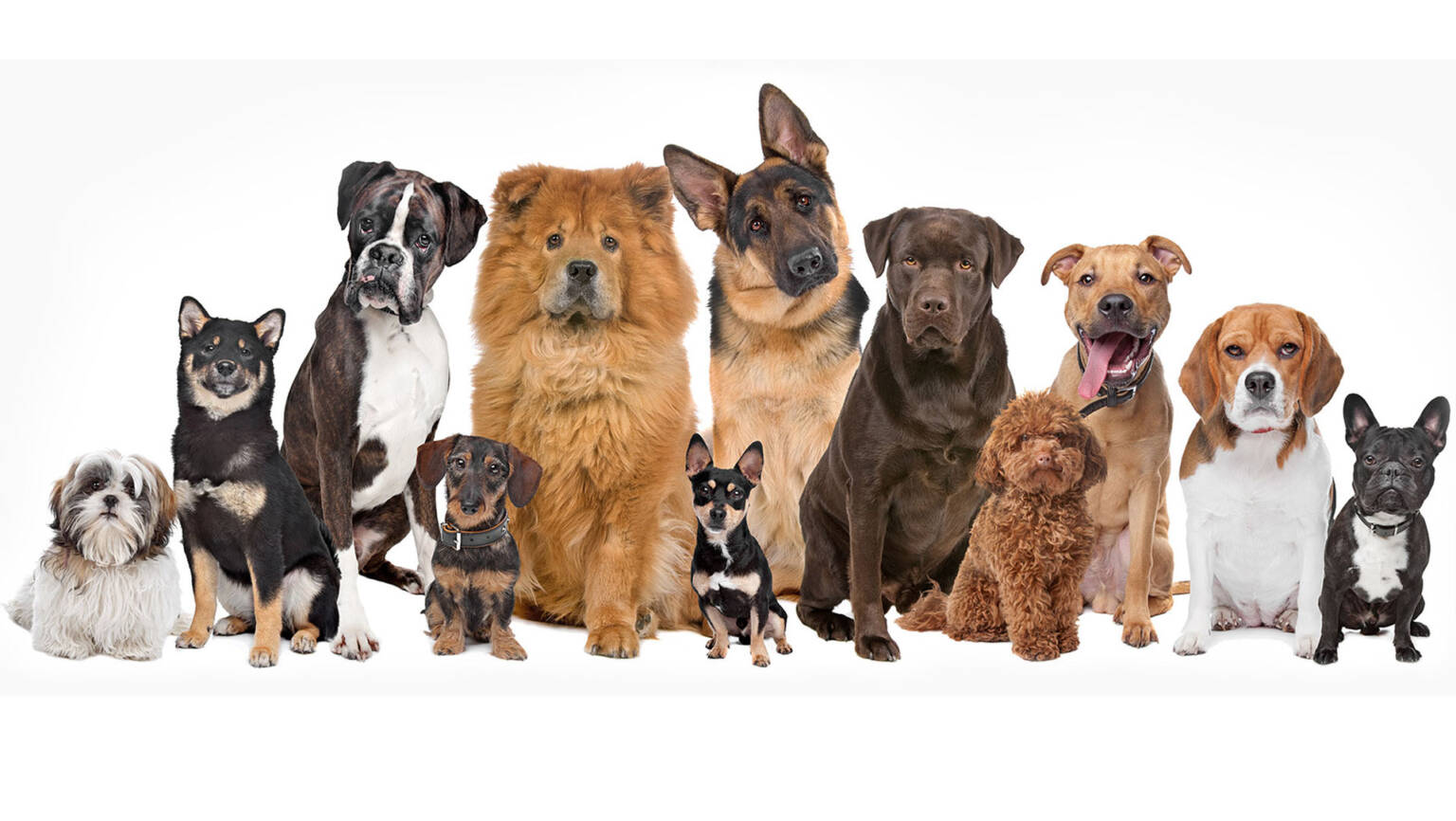 Home - OCALA VET CALLS